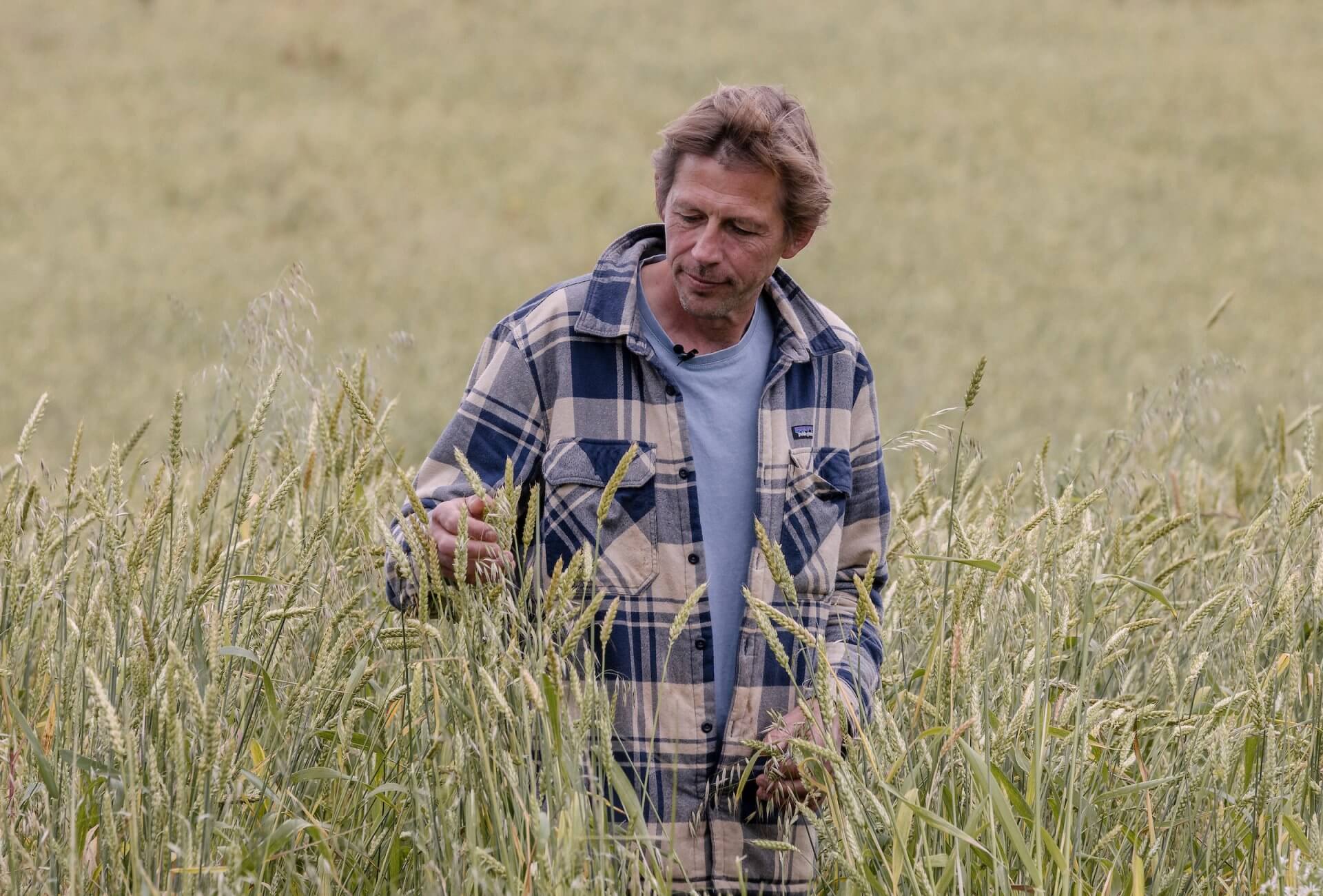 Wildfarmed x Franco Manca - a partnership in flour power - Franco Manca